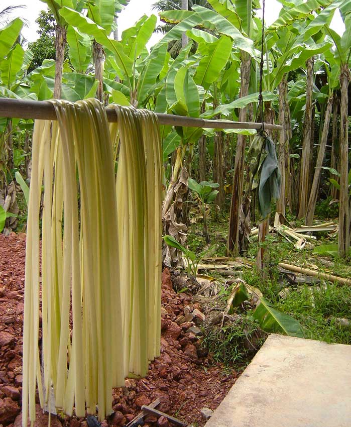 Abaca: Weaving the Economic and Cultural Fabric of the Bicol Region ...